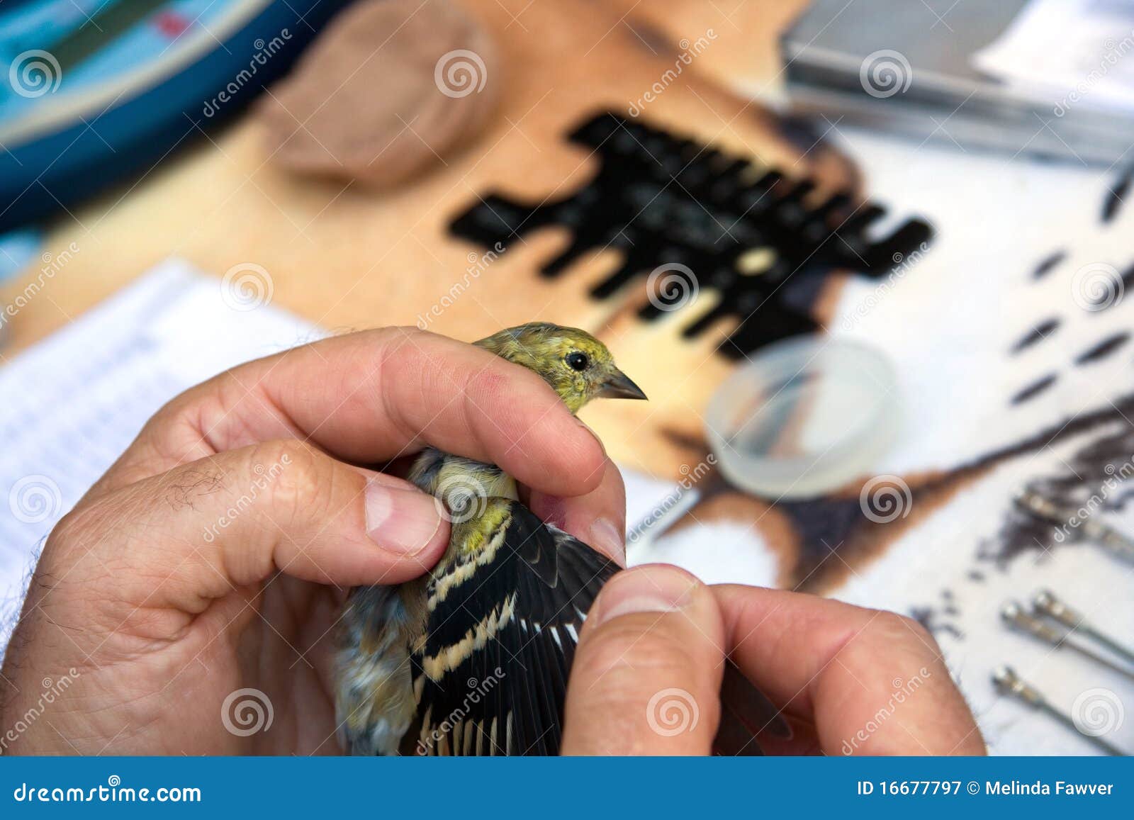Bird Banding stock image. Image of ringing, measuring - 16677797
