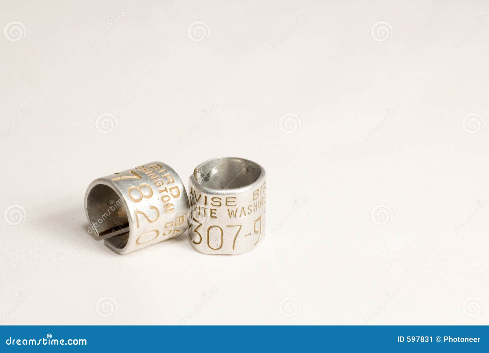 Bird Bands 2 stock image. Image of washington, duck, aluminum - 597831