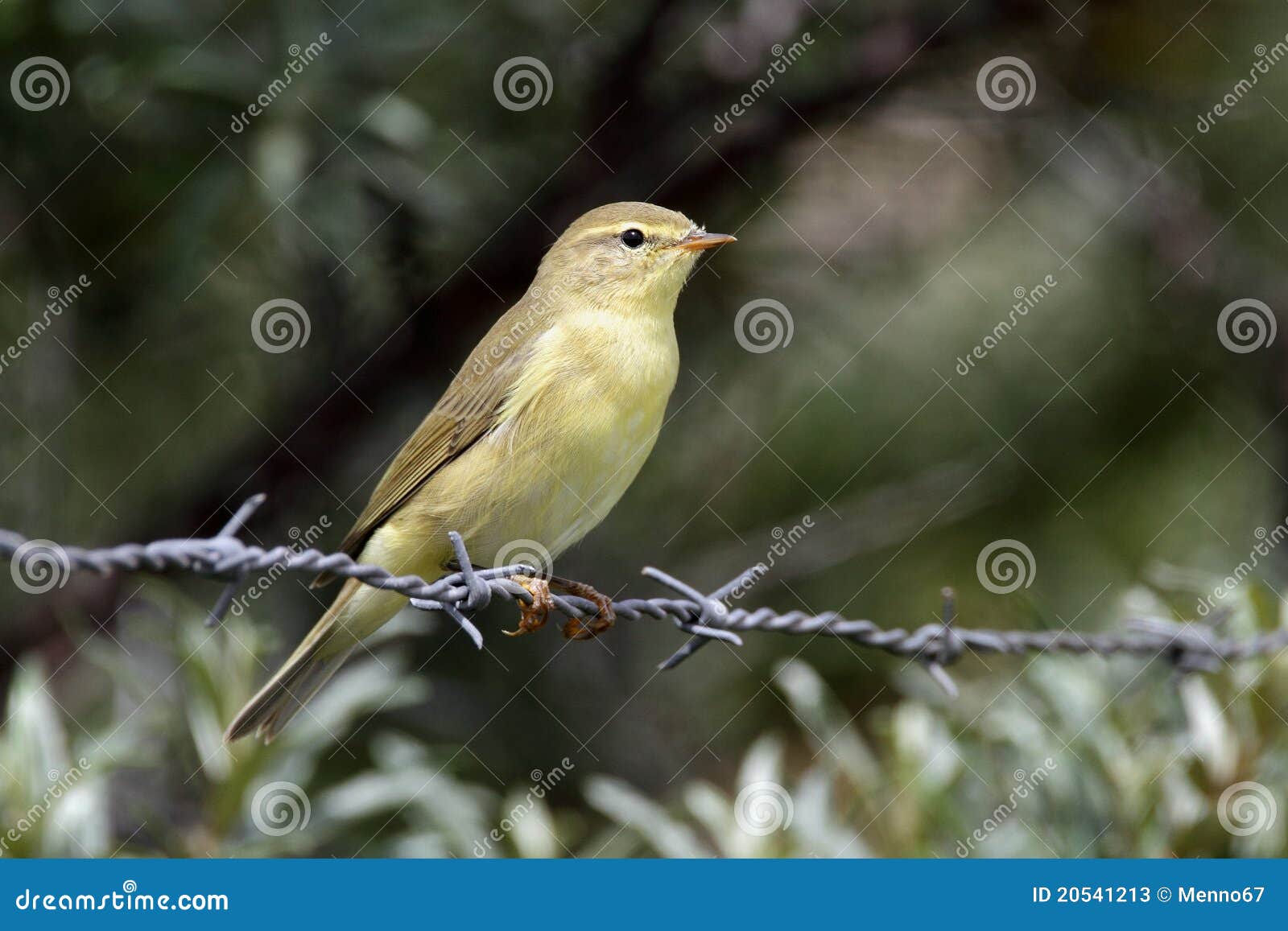 Bird on barbed wire stock image. Image of passeriformes - 20541213