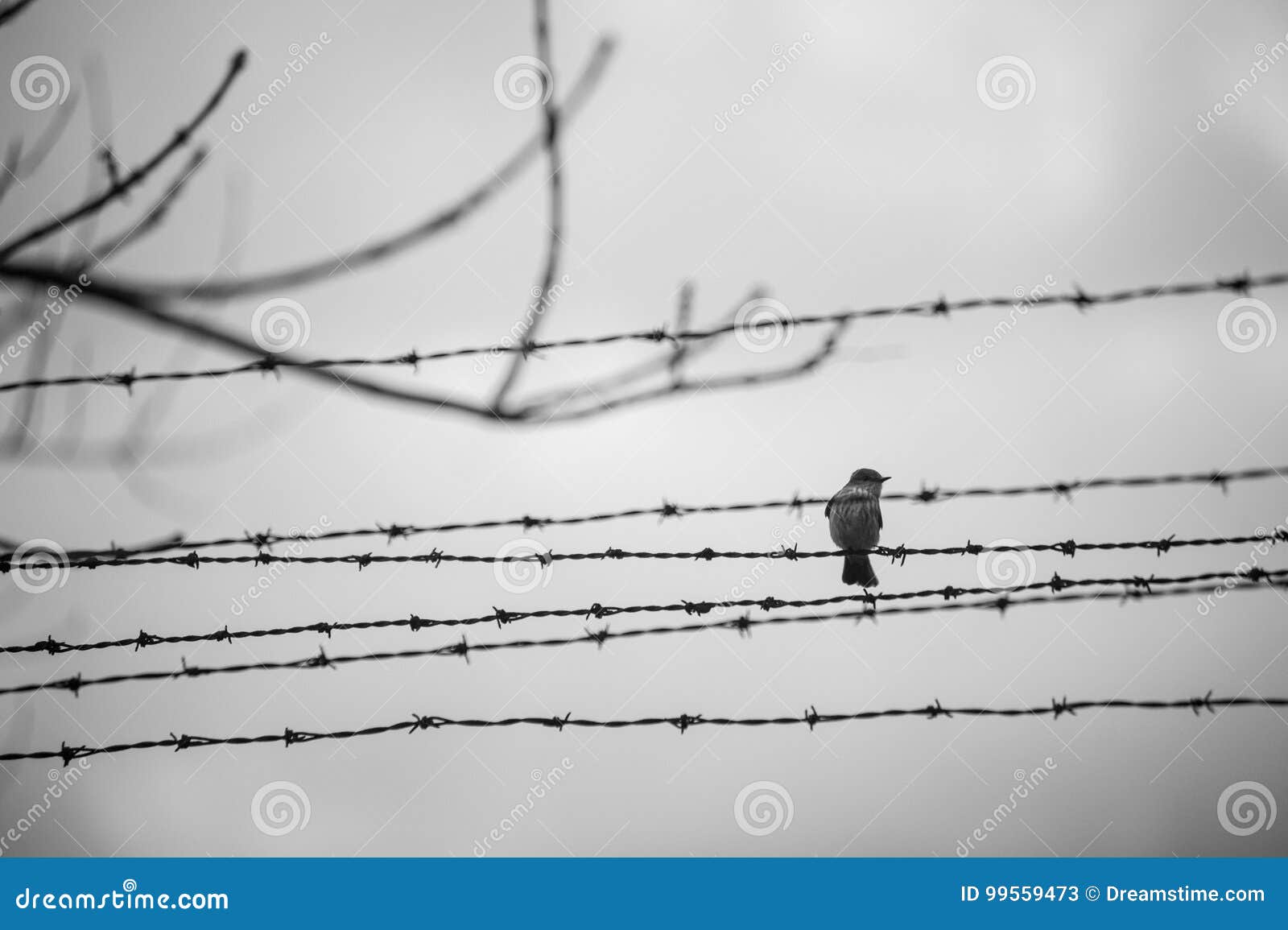 Bird in the barbed wire stock image. Image of sparrow - 99559473