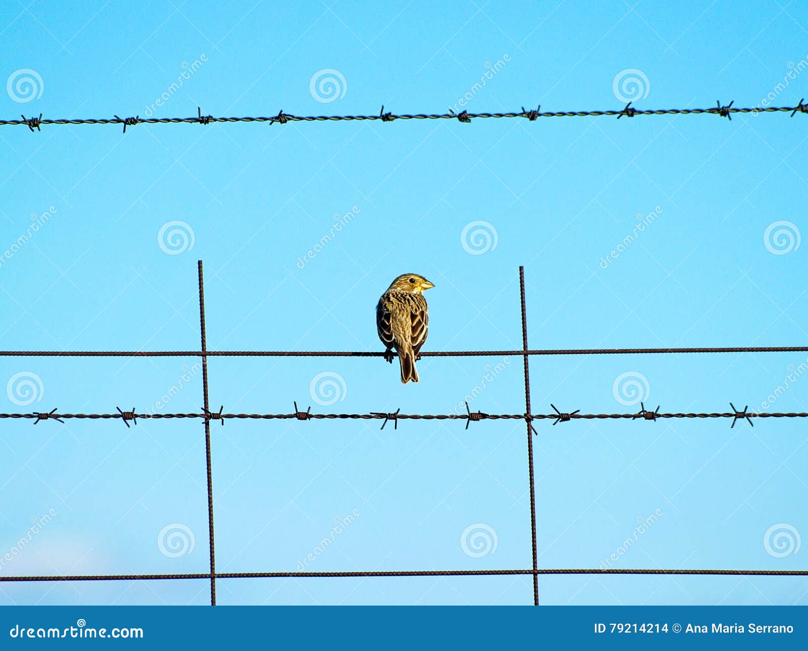 Bird on a Barbed Wire with Blue Sky Stock Photo - Image of outdoor ...