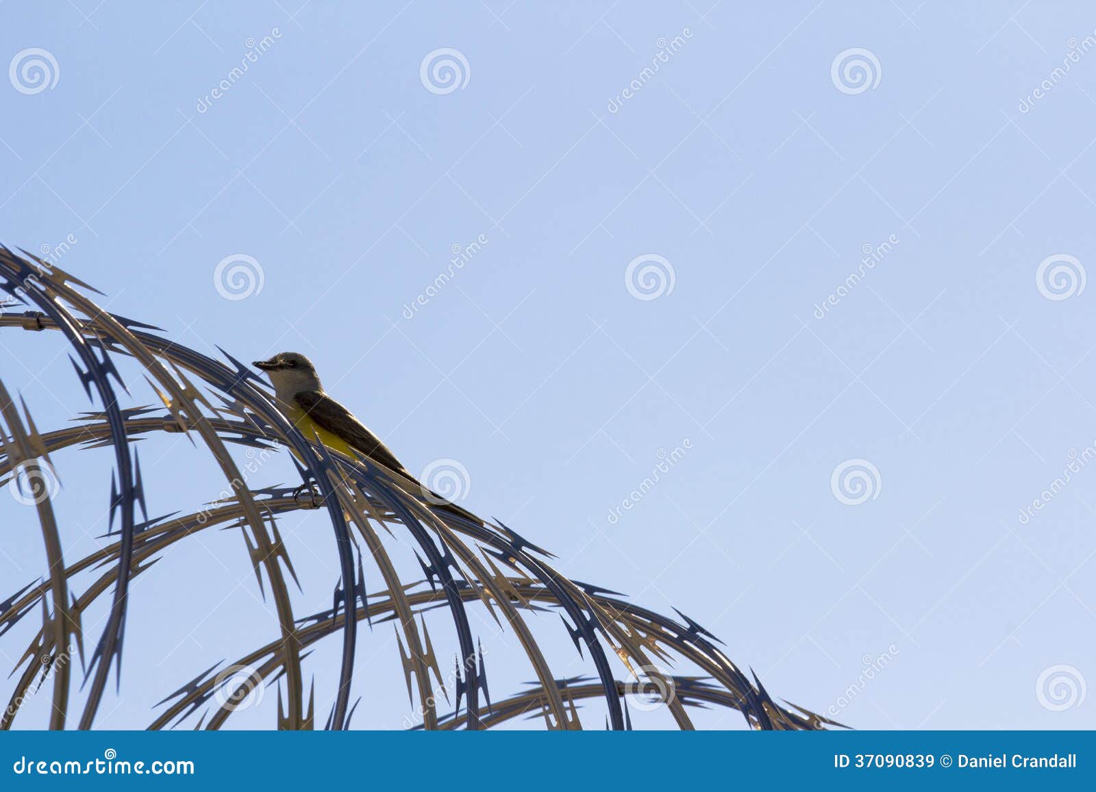 Jail Bird on a Barbed Wire Fence Stock Image - Image of jail, sharp ...
