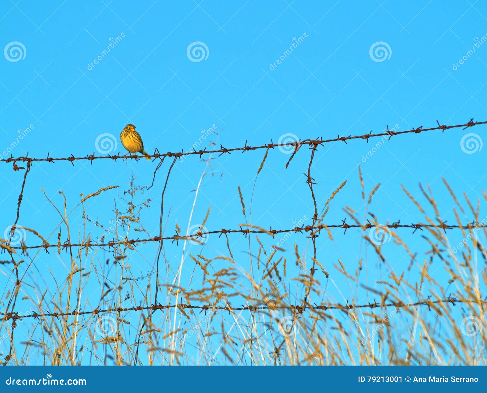 Bird on a barbed wire stock image. Image of melodious - 79213001