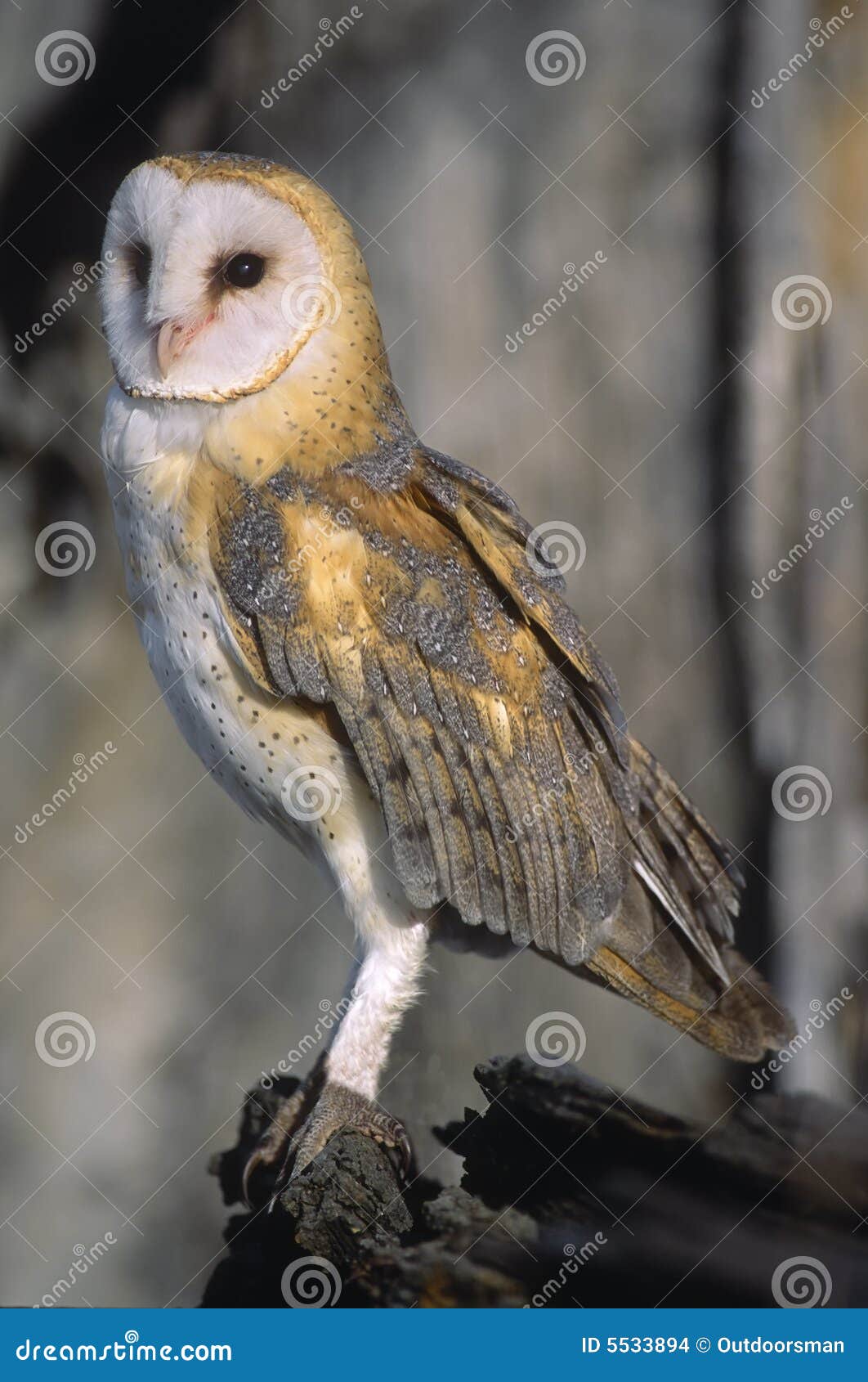 Bird-Barn owl stock photo. Image of barn, plumage, bird - 5533894