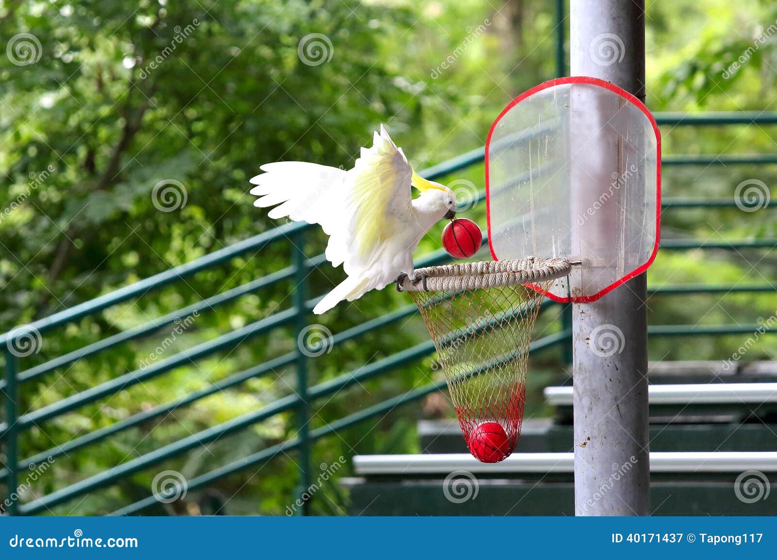 Bird Basketball player stock image. Image of cute, basketball - 40171437