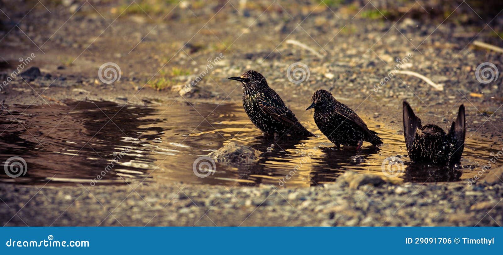 Bird bath stock photo. Image of puddle, starlings, bath - 29091706