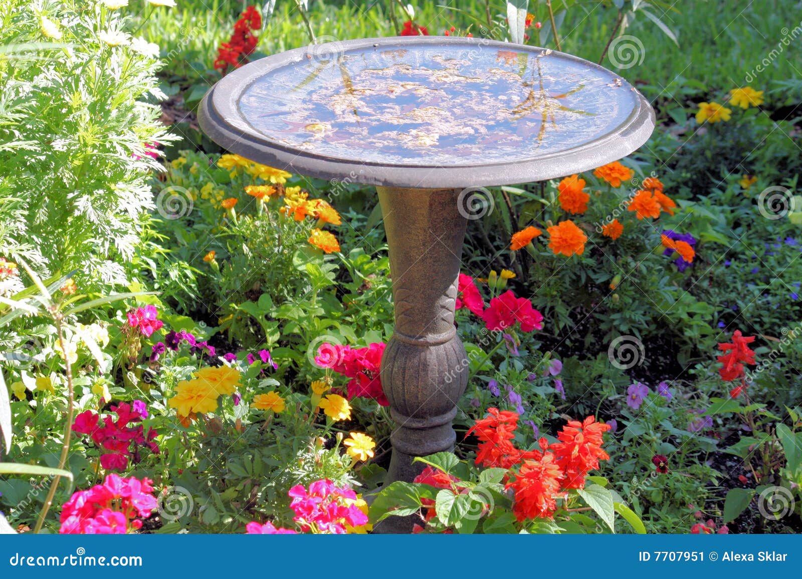 Bird Bath stock image. Image of bushes, blossom, birdwatching - 7707951