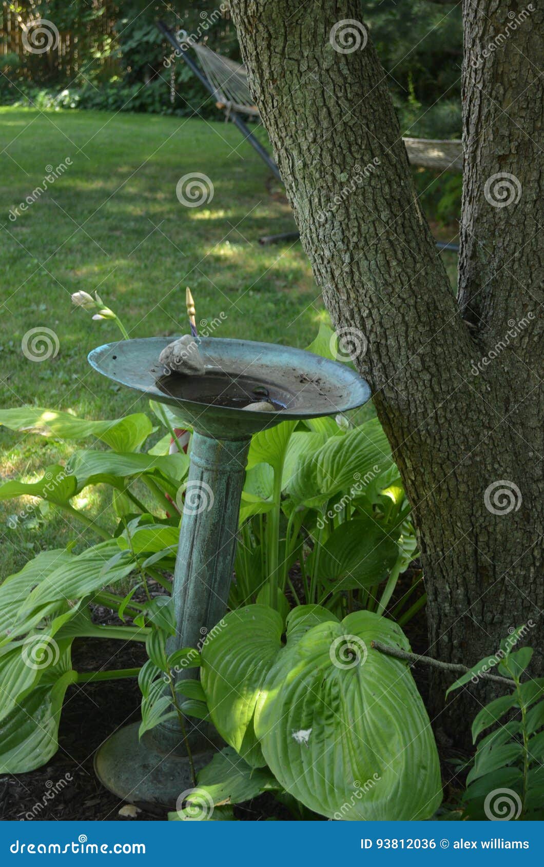 Bird Bath in Backyard Garden Stock Photo - Image of dirt, summer: 93812036