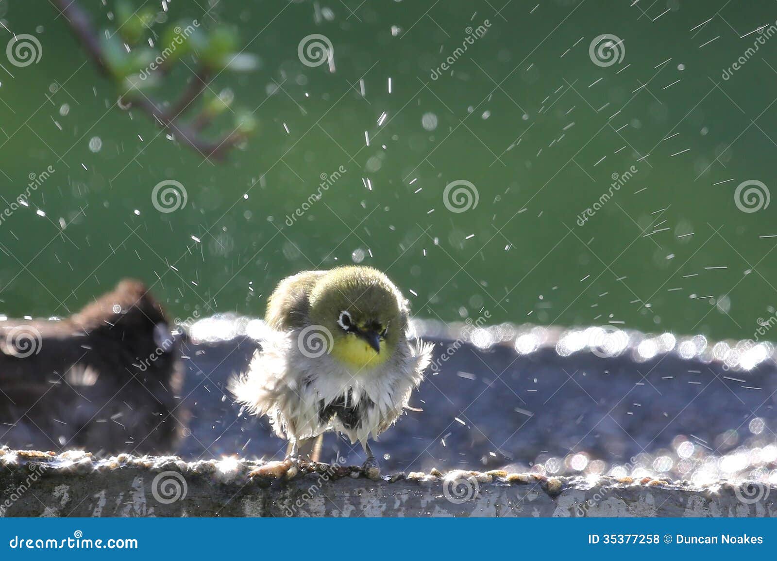 Bird Bath stock photo. Image of avian, shower, cute, nature - 35377258