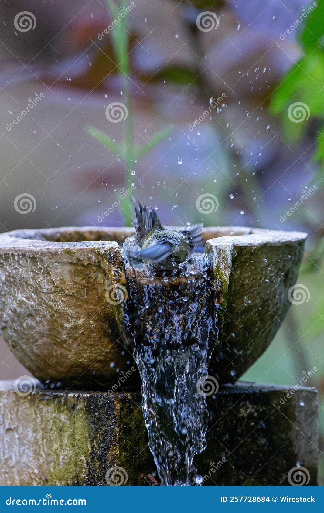 Bird Bathing on a Bird Bath Stock Photo - Image of feather, natural ...