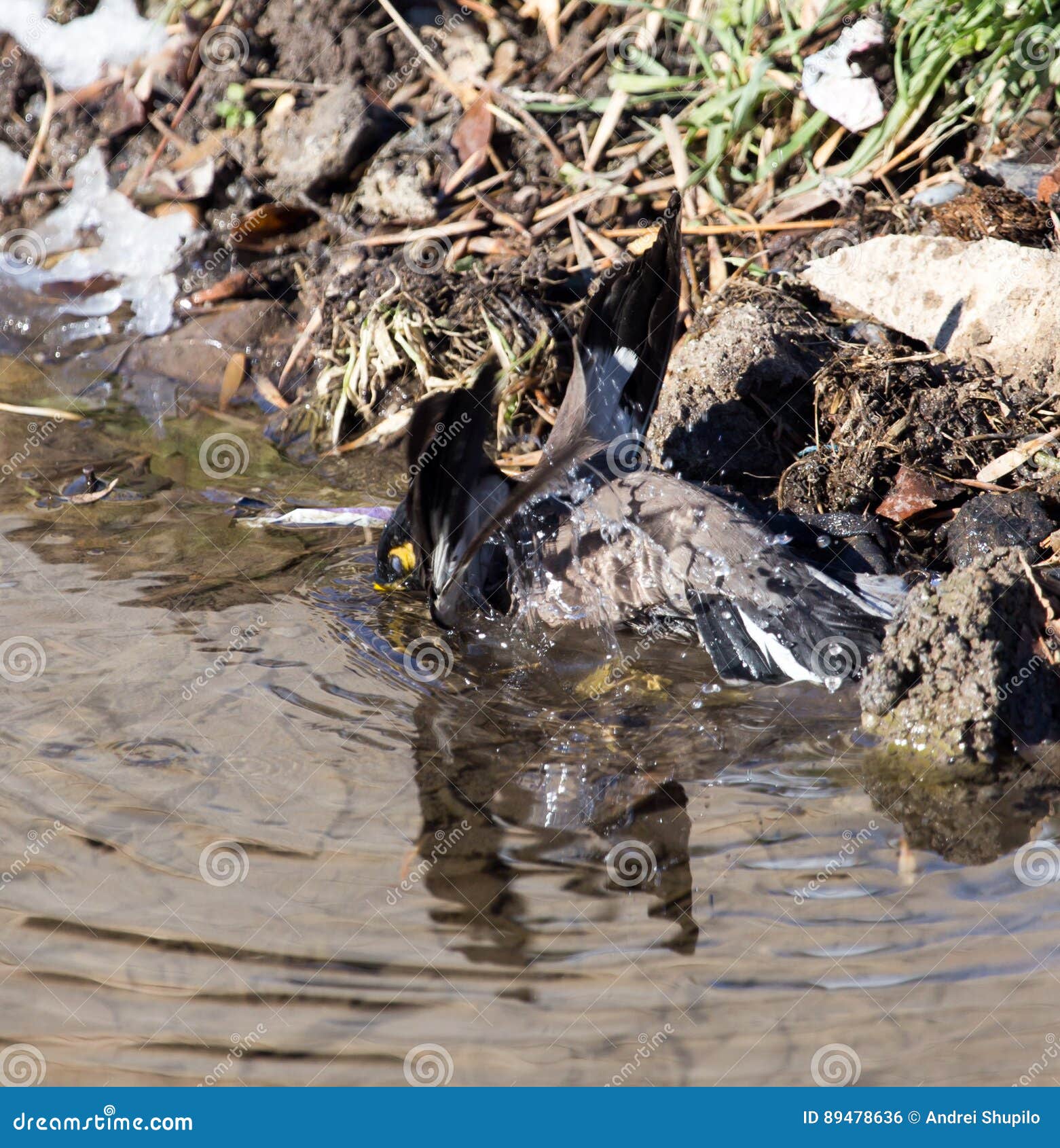 Bird bathing in a puddle stock photo. Image of grackle - 89478636