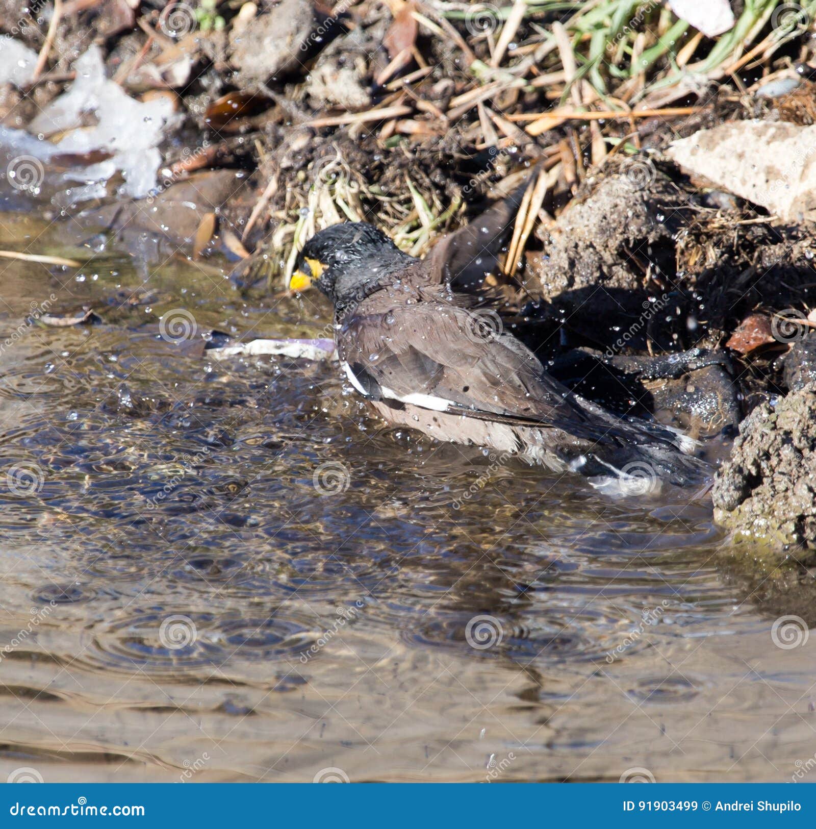 Bird bathing in a puddle stock image. Image of bathing - 91903499