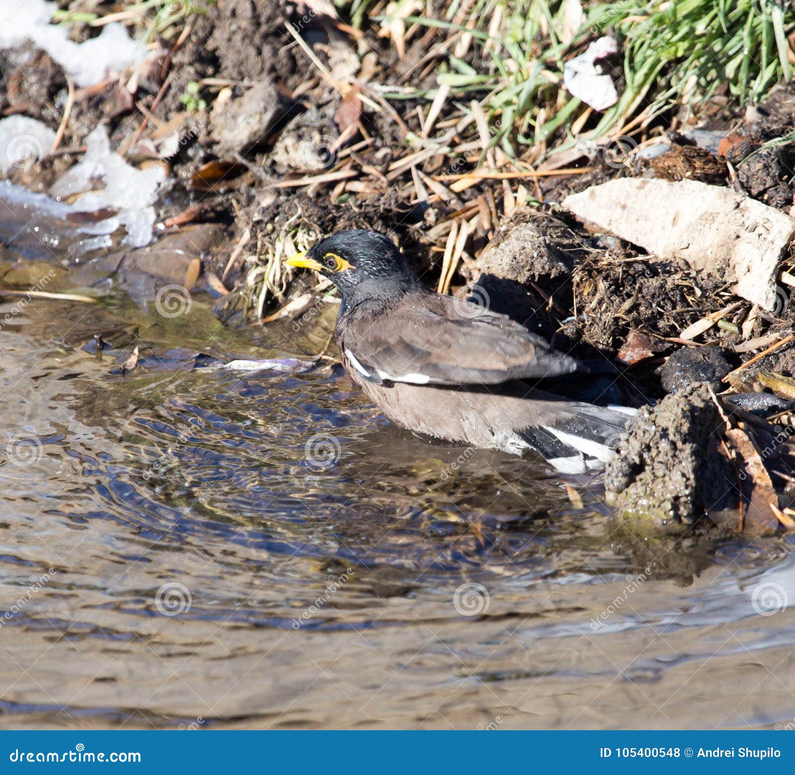 Bird bathing in a puddle stock photo. Image of animal - 105400548