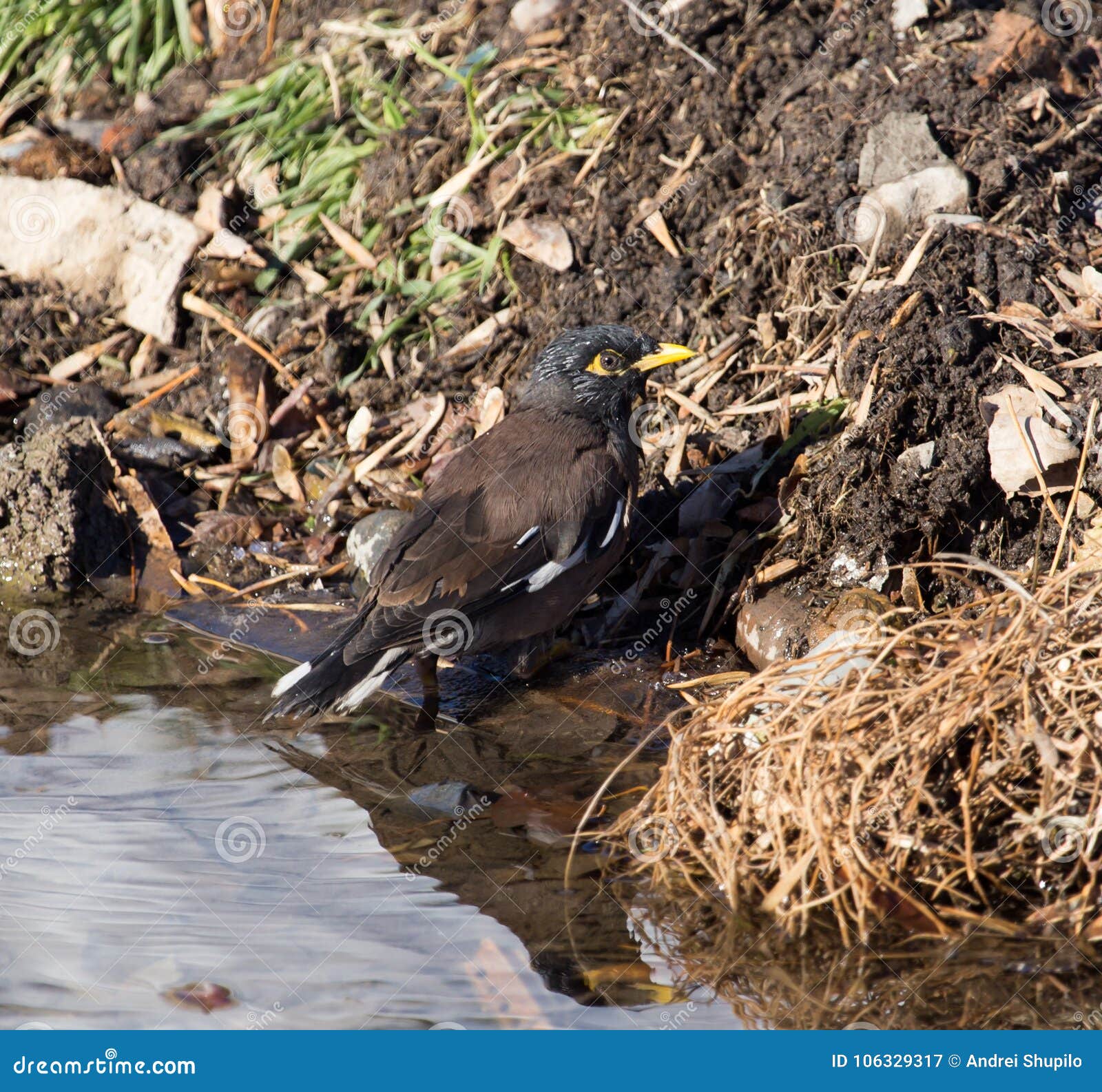 Bird bathing in a puddle stock image. Image of summer - 106329317