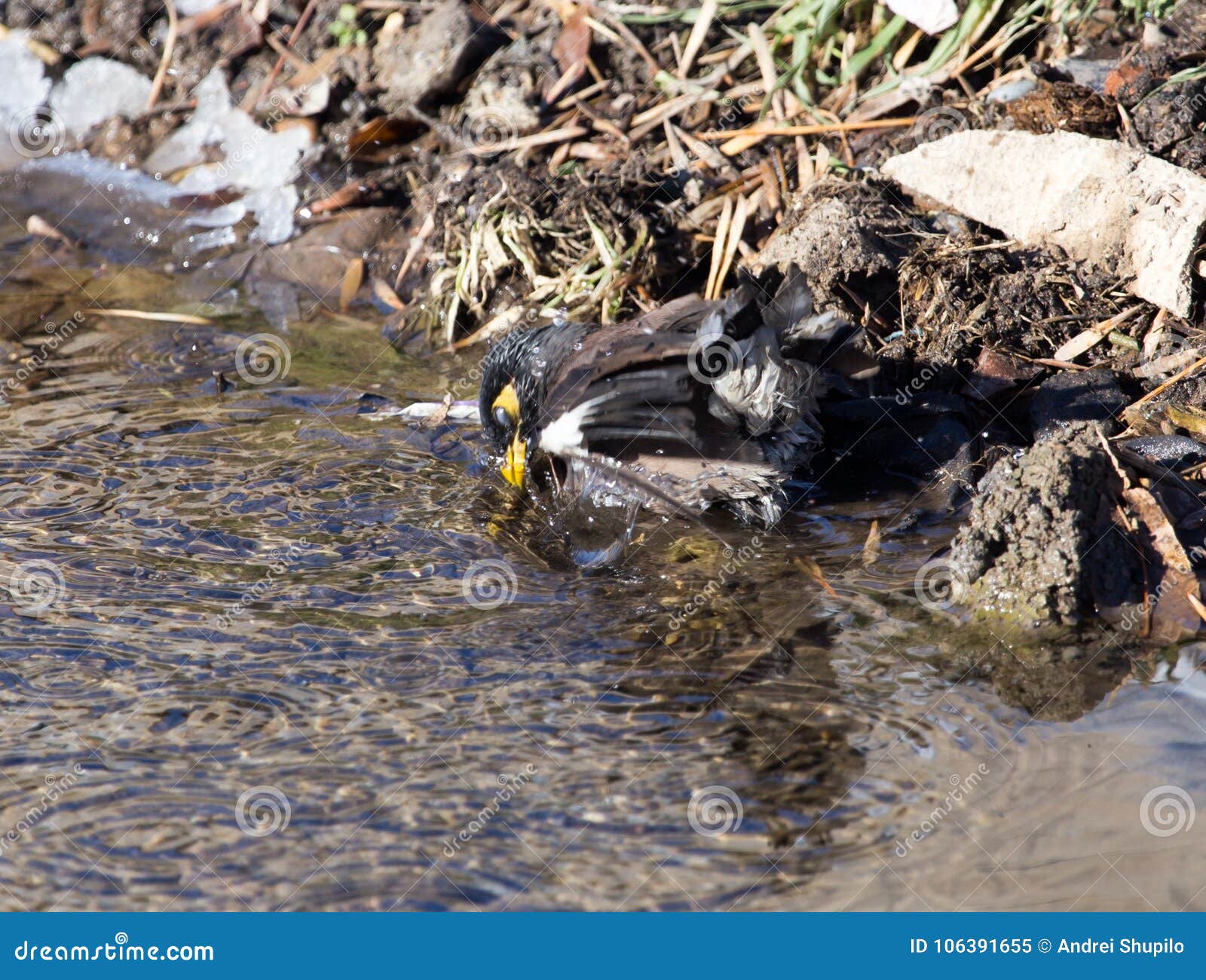 Bird bathing in a puddle stock image. Image of bird - 106391655
