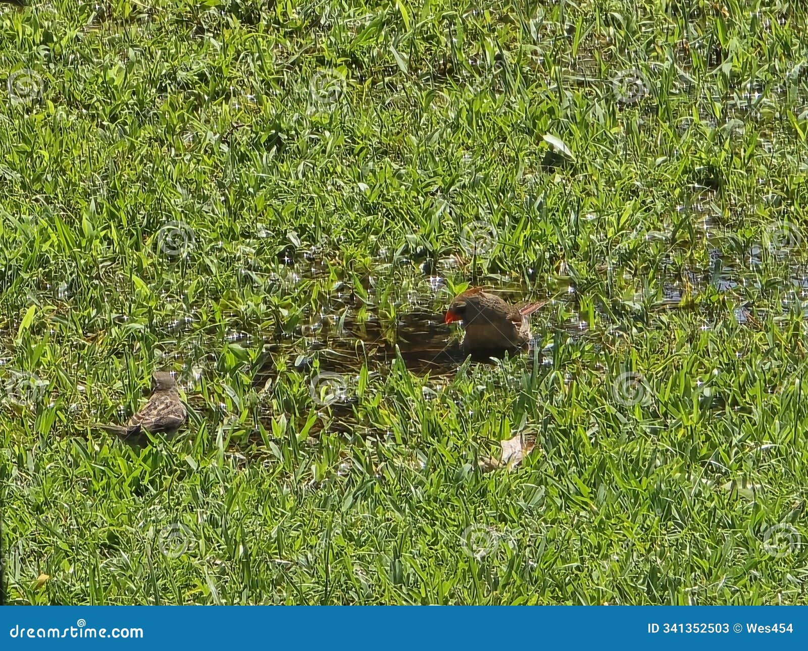 A Bird Bathing in the Puddle Stock Image - Image of bird, pond: 341352503