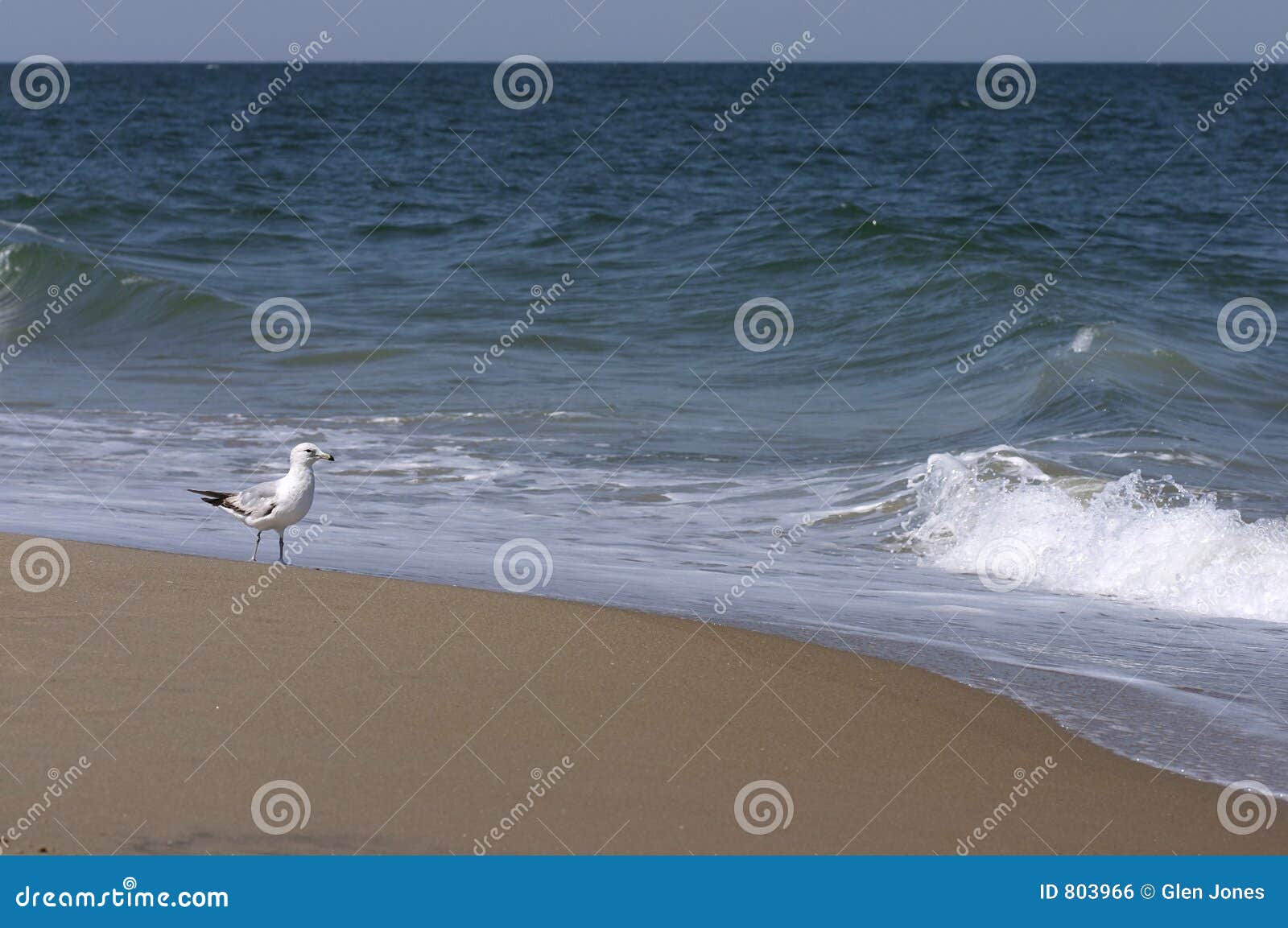 Bird beach sand stock photo. Image of harbor, peaceful - 803966
