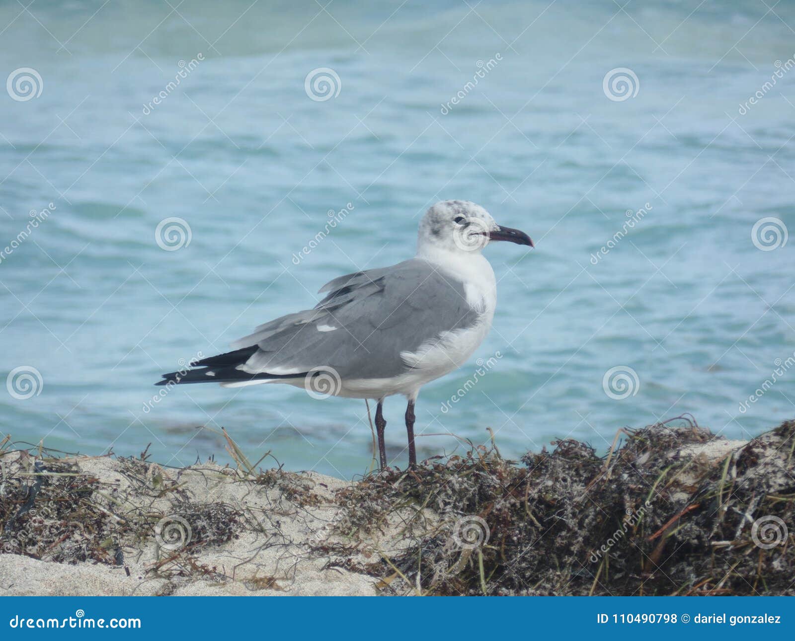 Nature bird stock photo. Image of beach, texture, wallpaper - 110490798