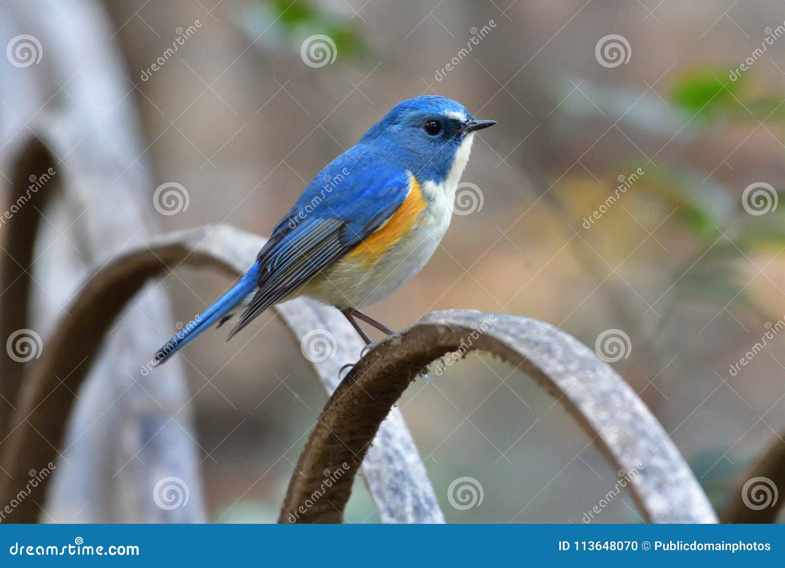 Bird, Beak, Bluebird, Fauna Picture. Image: 113648070