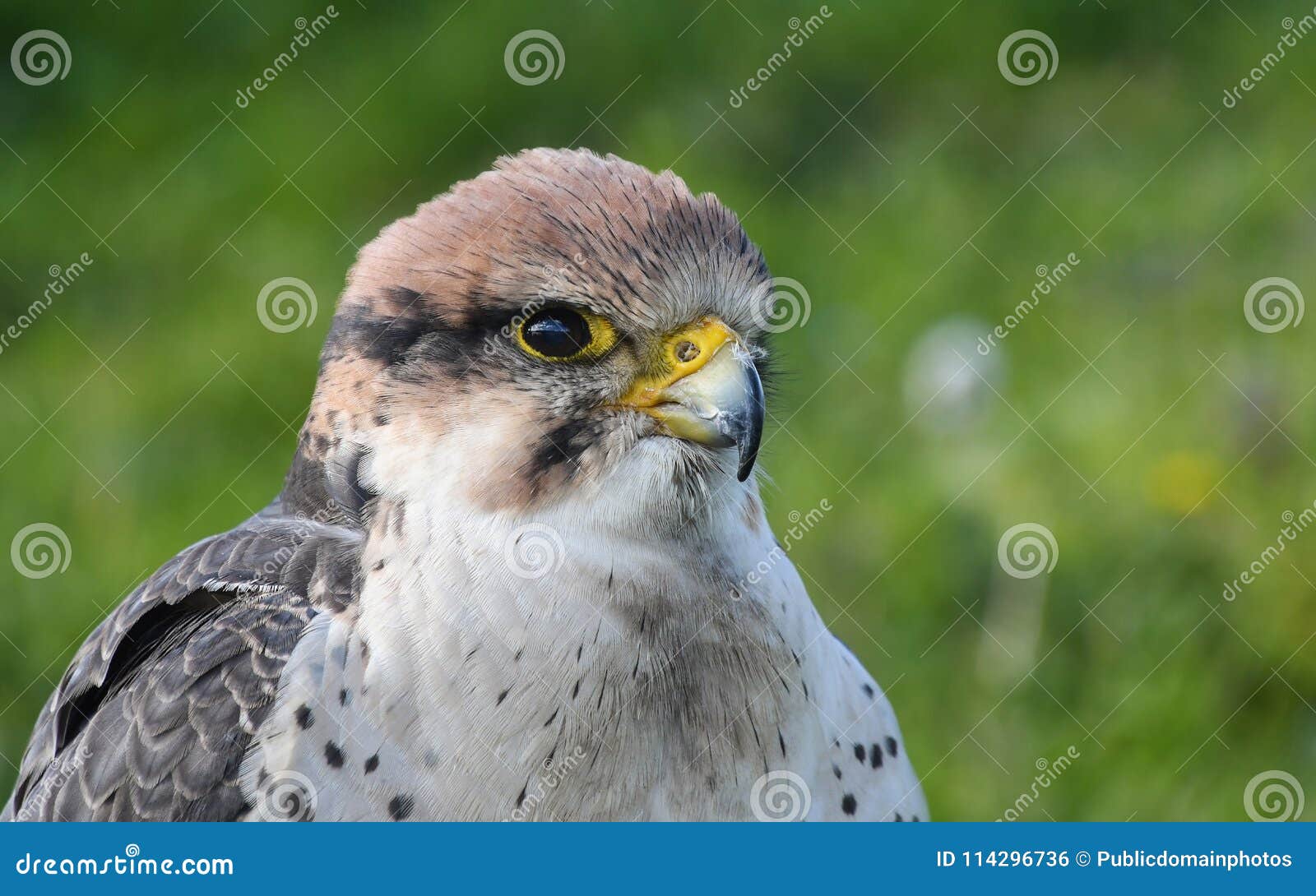 Bird, Beak, Falcon, Fauna Picture. Image: 114296736