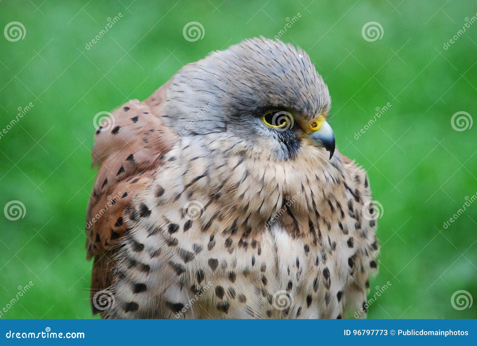 Bird, Beak, Falcon, Fauna Picture. Image: 96797773