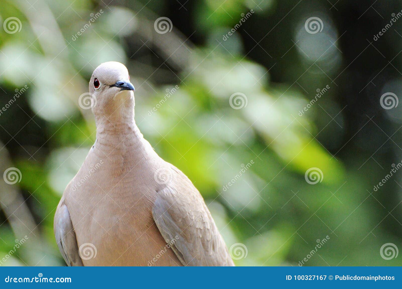 Bird, Beak, Fauna, Close Up Picture. Image: 100327167