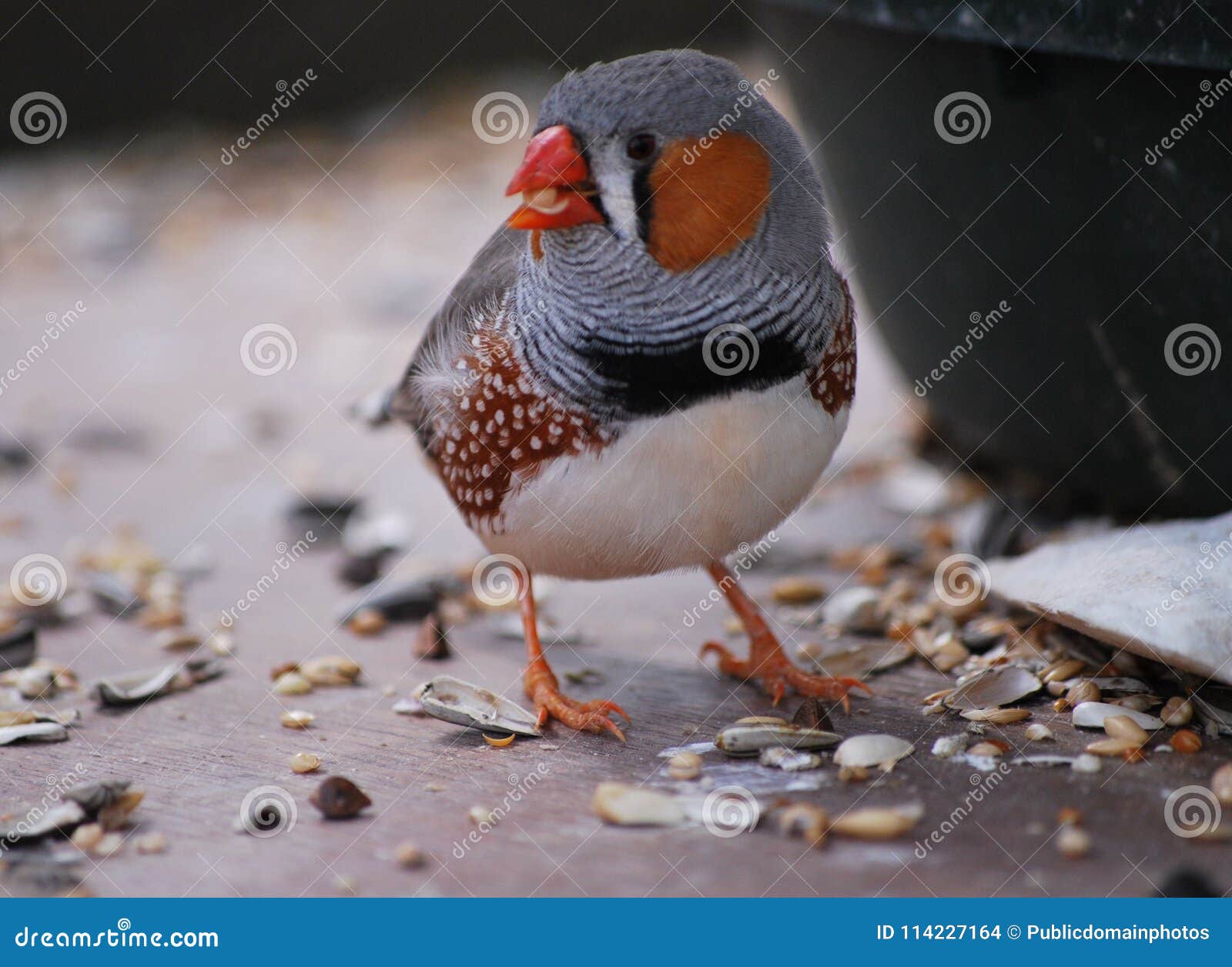 Bird, Beak, Fauna, Finch Picture. Image: 114227164