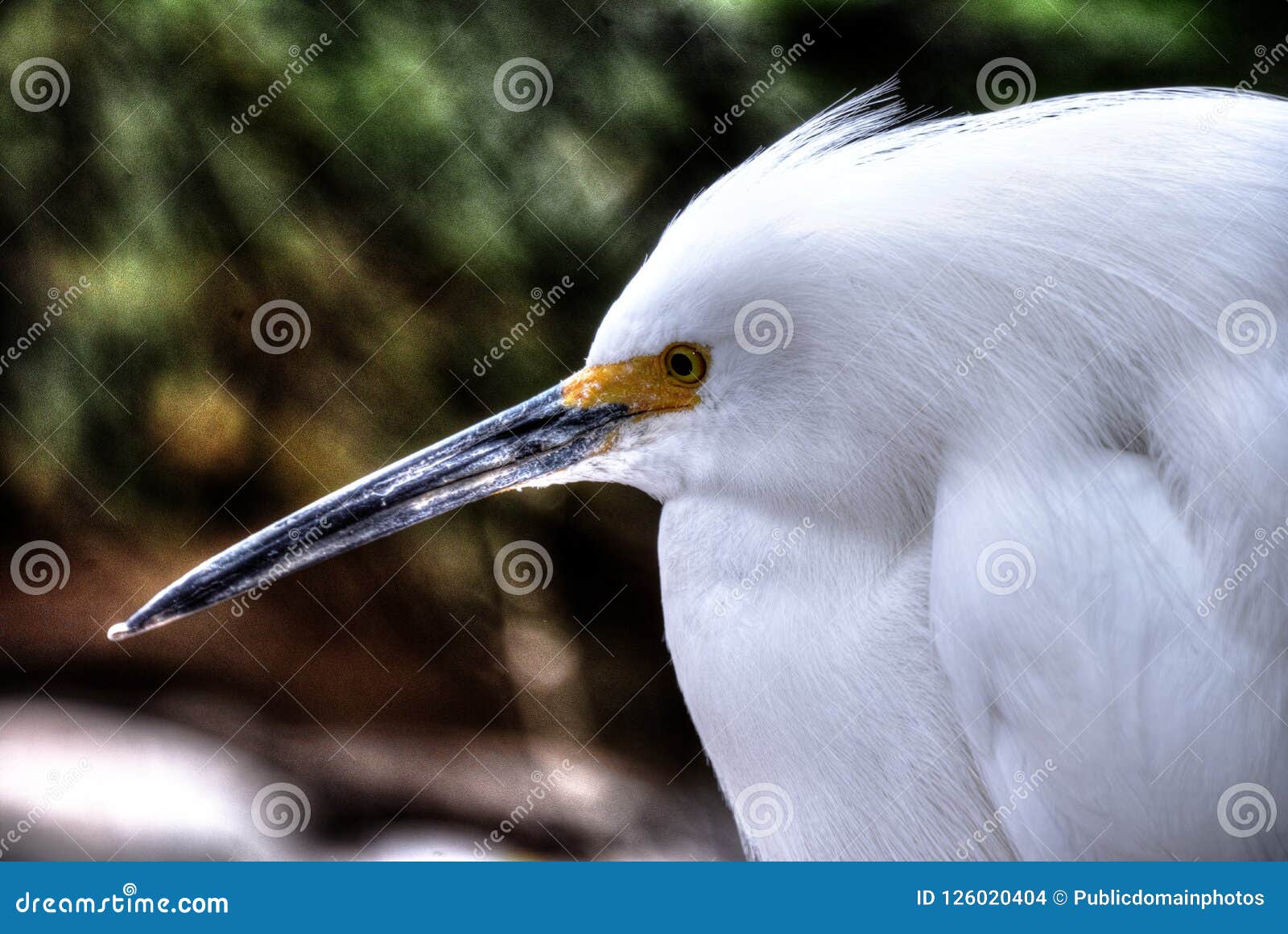 Bird, Beak, Fauna, Great Egret Picture. Image: 126020404