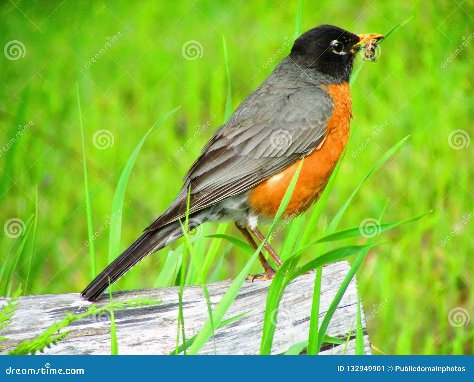 Bird, Beak, Fauna, Robin Picture. Image: 132949901