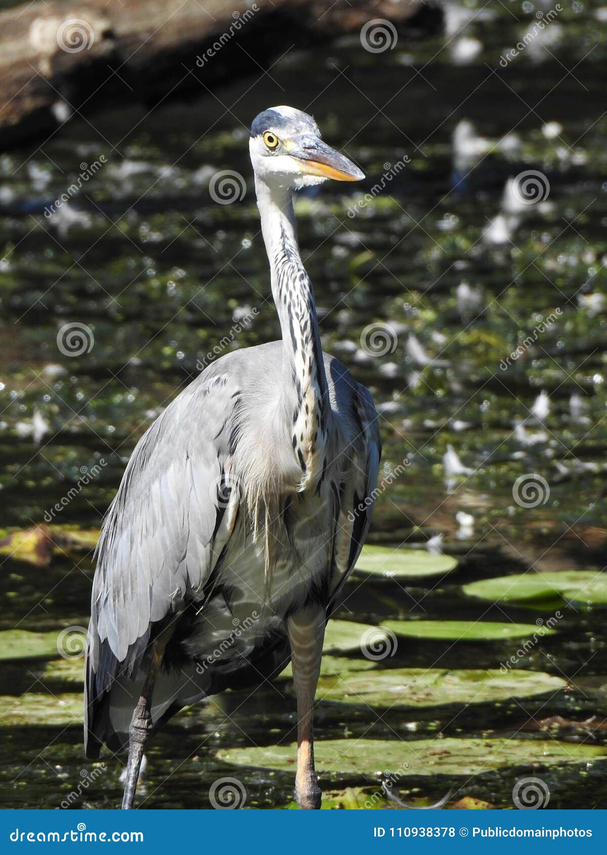Bird, Beak, Fauna, Water Picture. Image: 110938378