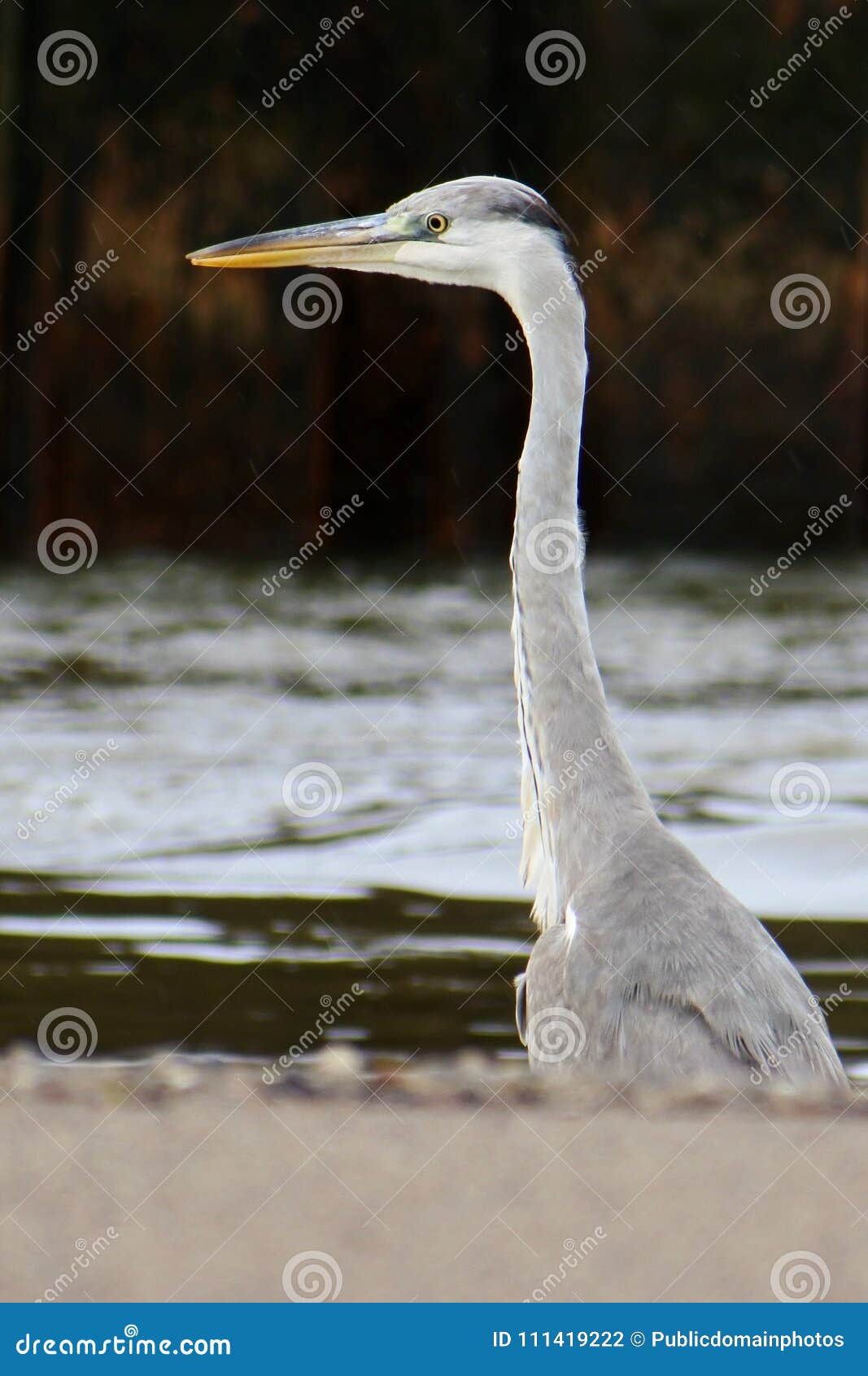 Bird, Beak, Fauna, Water Picture. Image: 111419222