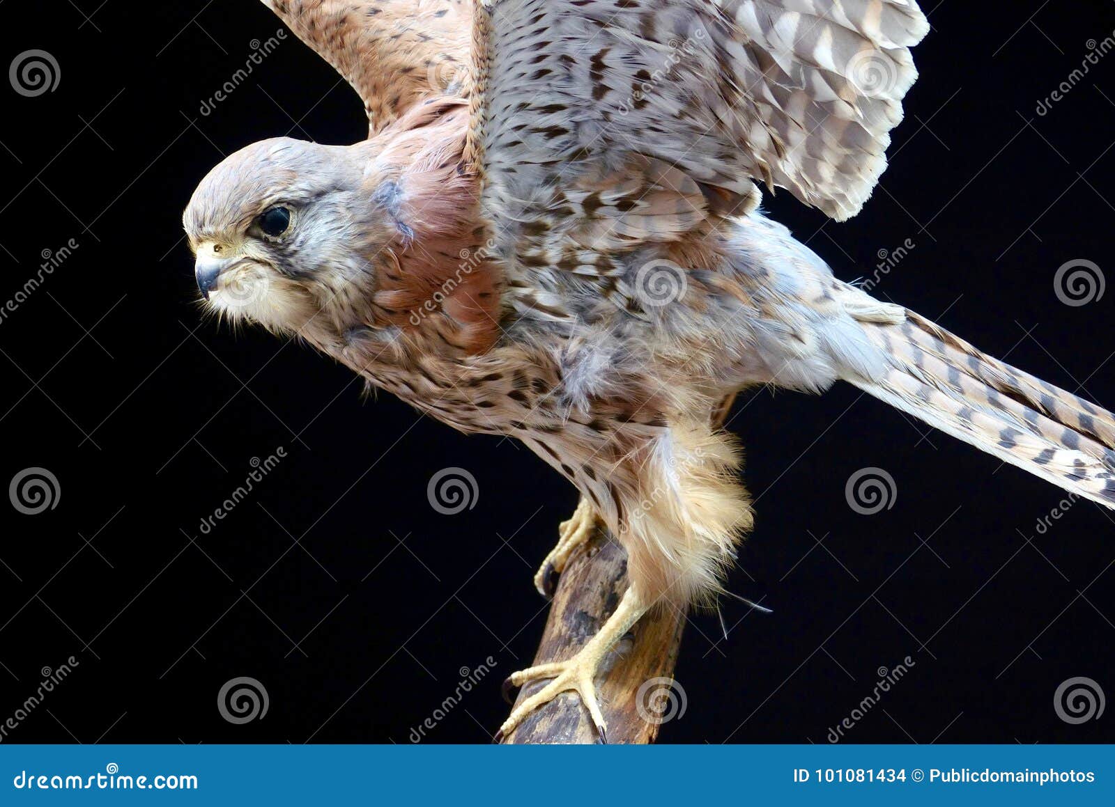 Bird, Beak, Hawk, Fauna Picture. Image: 101081434