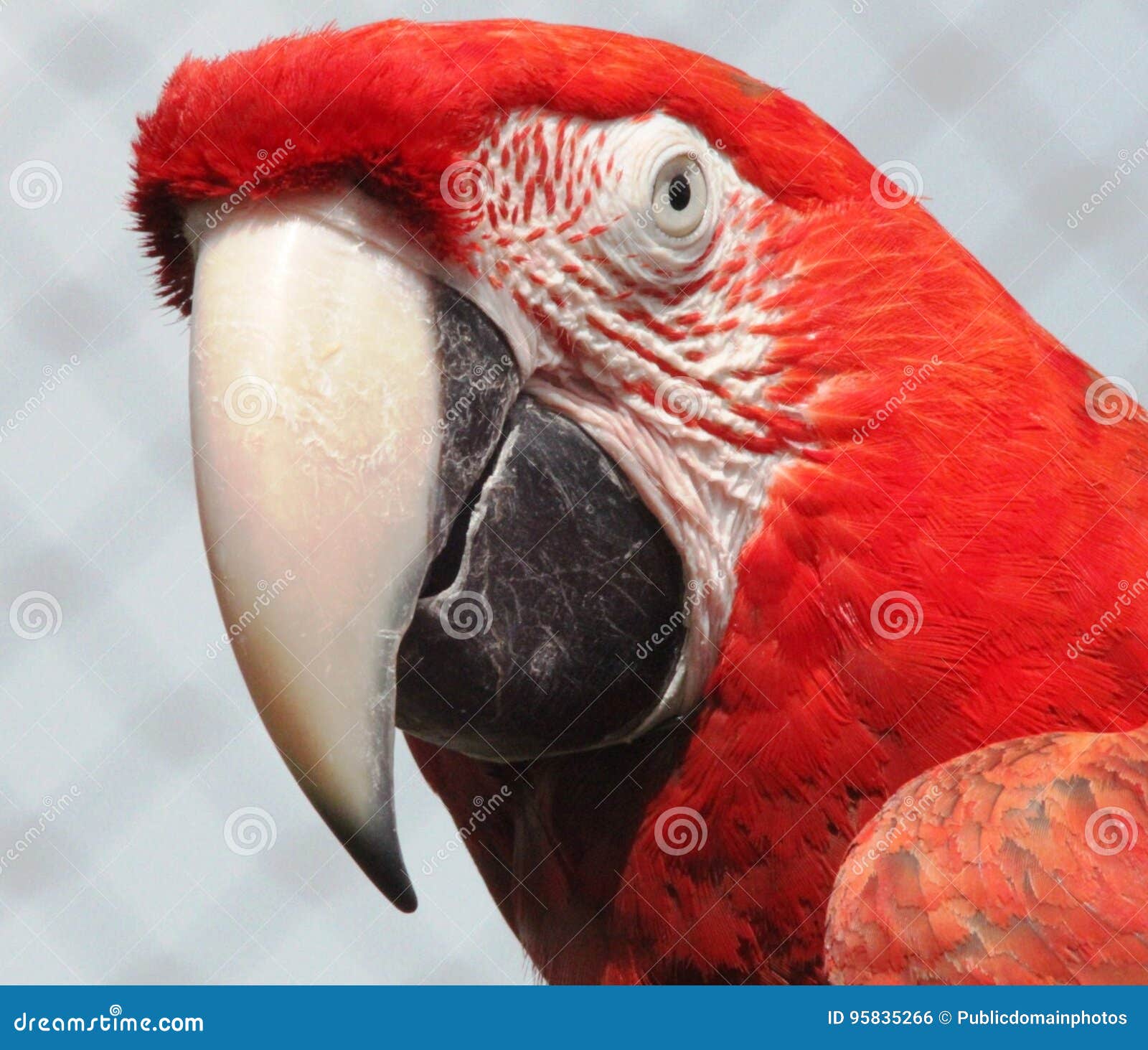 Bird, Beak, Macaw, Parrot Picture. Image: 95835266