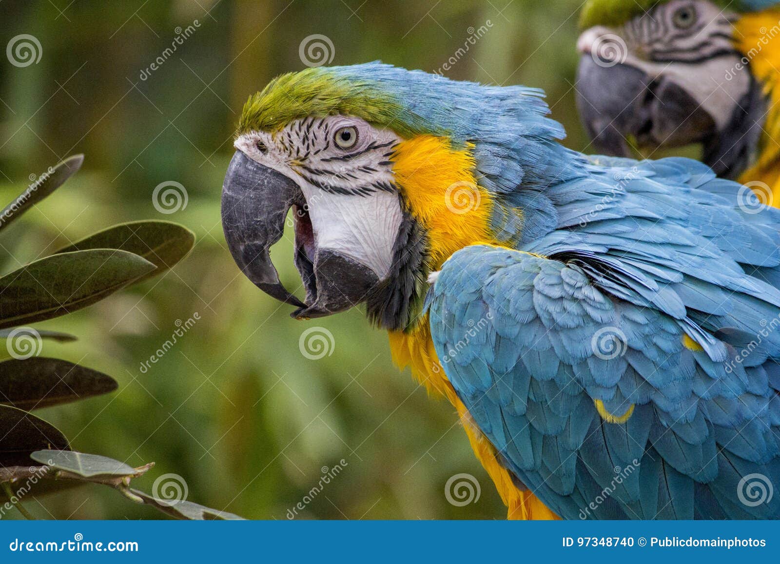 Bird, Beak, Macaw, Parrot Picture. Image: 97348740