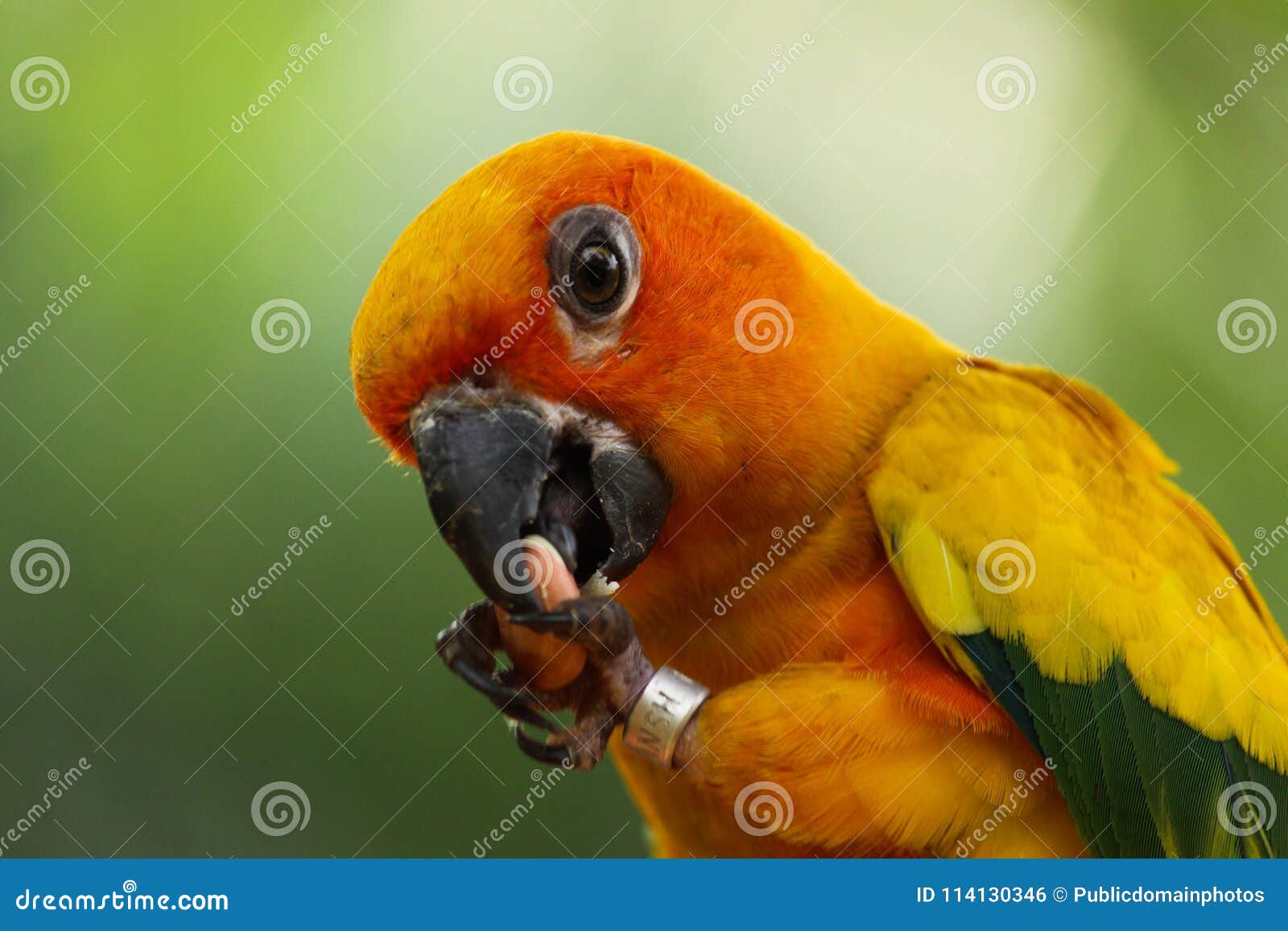 Bird, Beak, Parrot, Fauna Picture. Image: 114130346