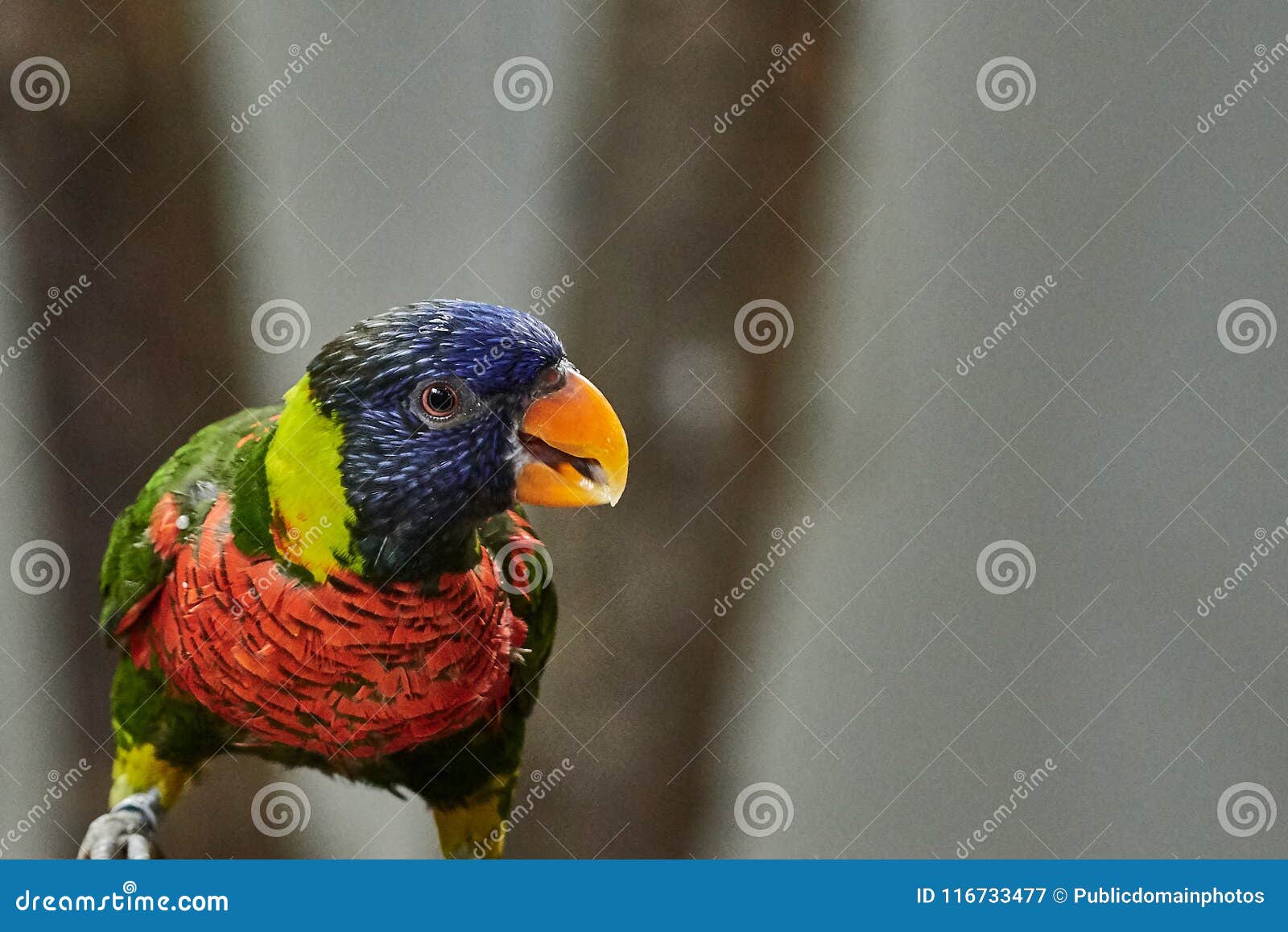 Bird, Beak, Parrot, Lorikeet Picture. Image: 116733477