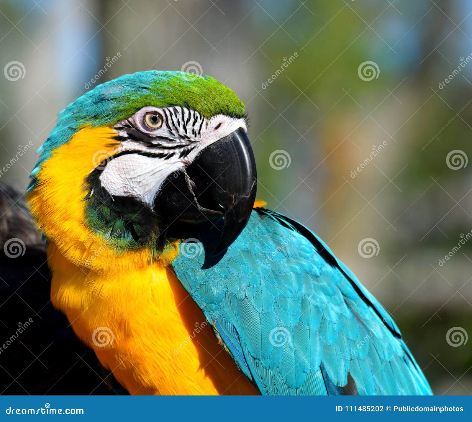 Bird, Beak, Parrot, Macaw Picture. Image: 111485202