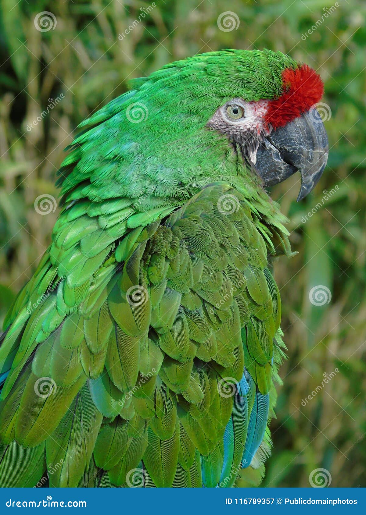 Bird, Beak, Parrot, Macaw Picture. Image: 116789357
