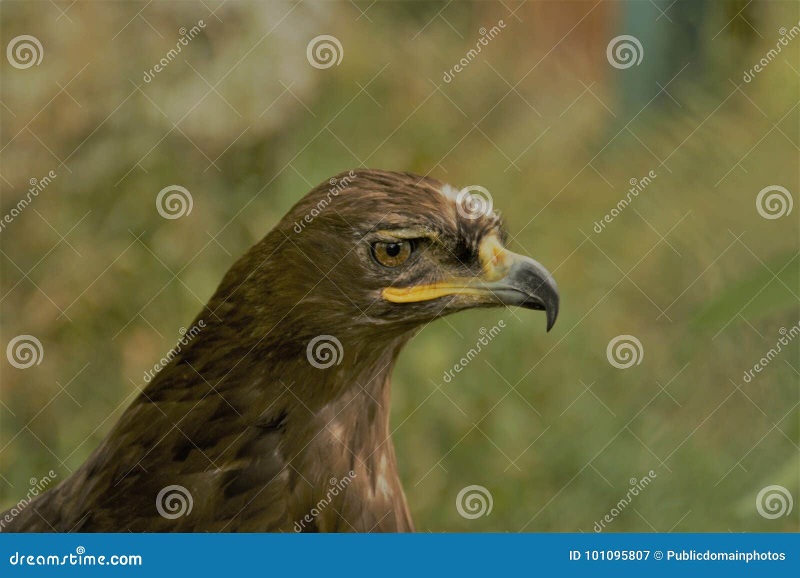 Bird, Beak, Bird Of Prey, Fauna Picture. Image: 101095807