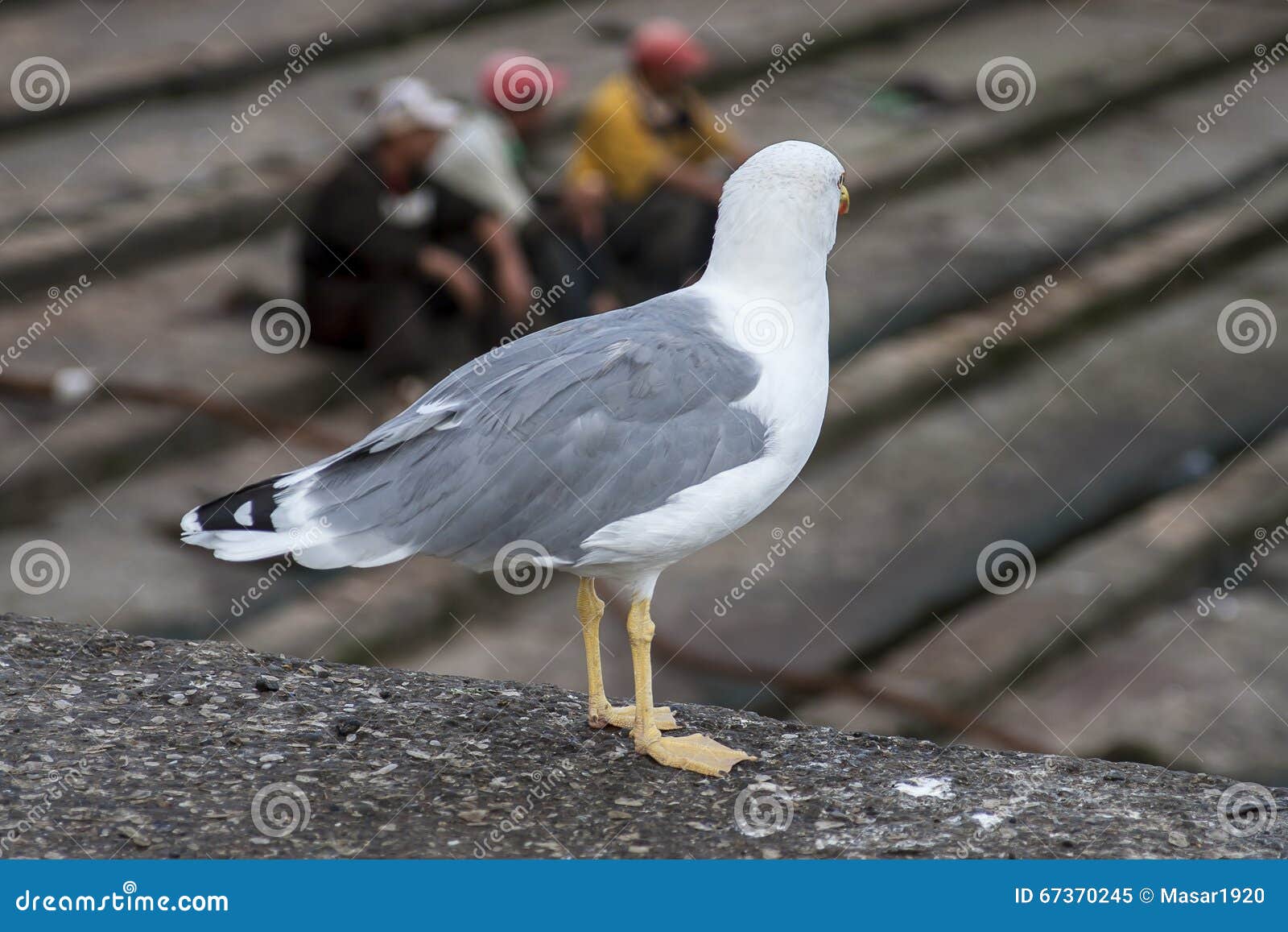 Bird stock image. Image of life, africa, beautiful, national - 67370245