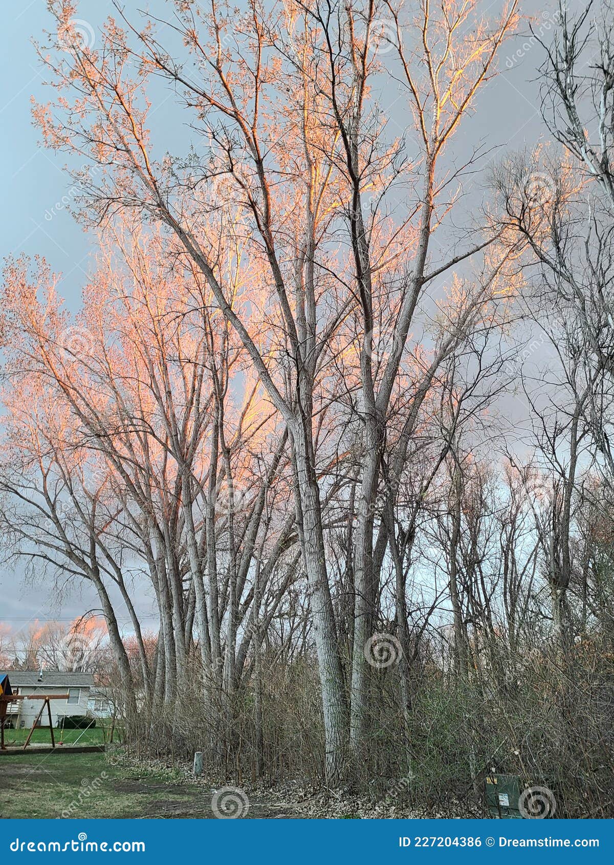 The Bird is Beautiful High Up in the Tree Stock Photo - Image of branch ...