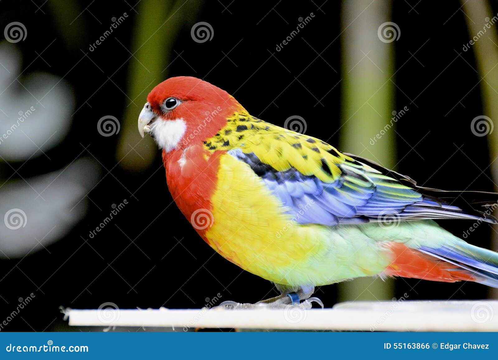 Bird stock photo. Image of background, multi, bird, yello - 55163866