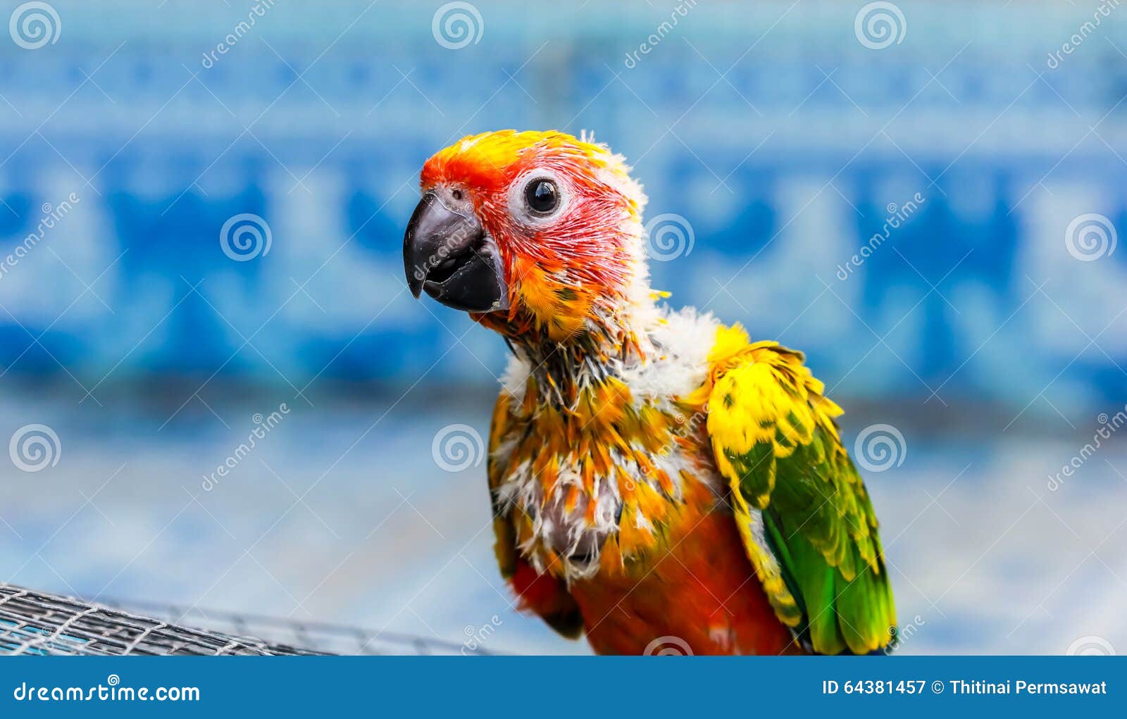 Bird, beautiful Sun Conure stock image. Image of lovable - 64381457