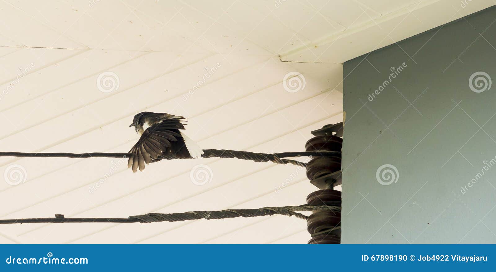 Bird begin to flying stock photo. Image of background - 67898190