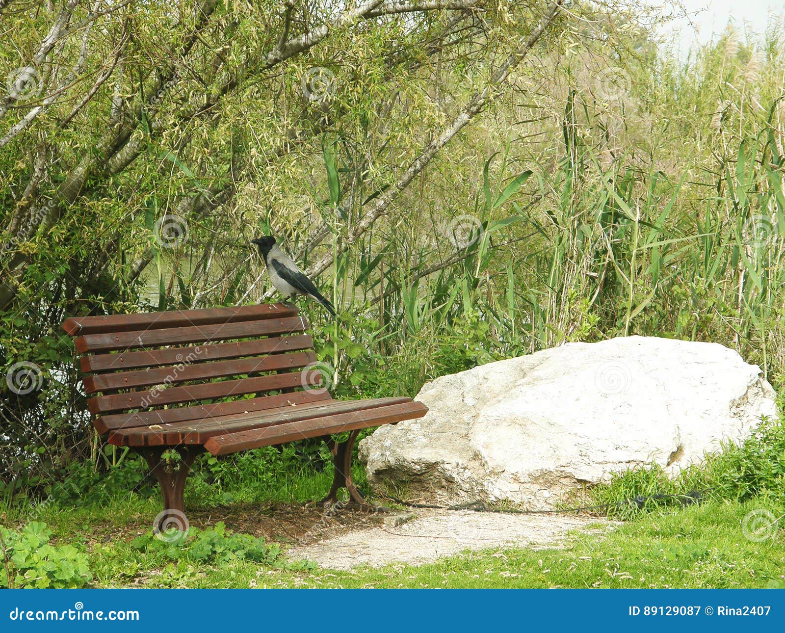 Bird and bench stock image. Image of bench, relax, green - 89129087