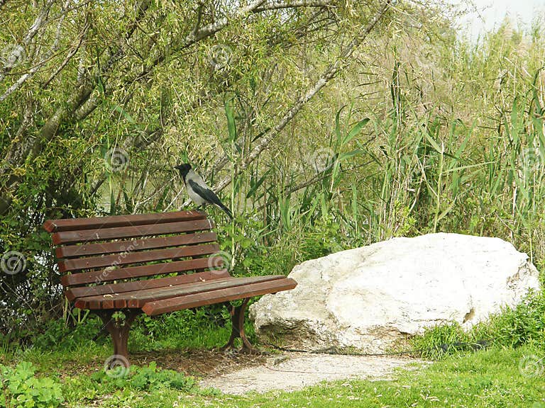 Bird and bench stock image. Image of bench, relax, green - 89129087