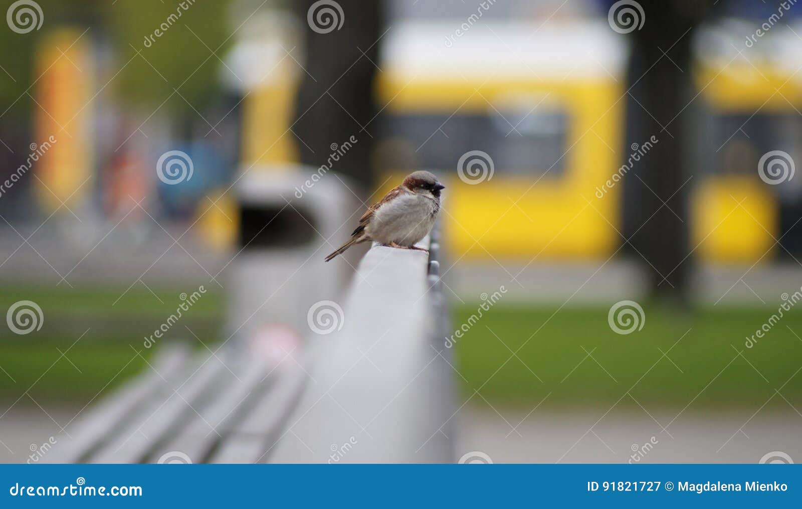 Bird on the bench stock image. Image of berlin, center - 91821727