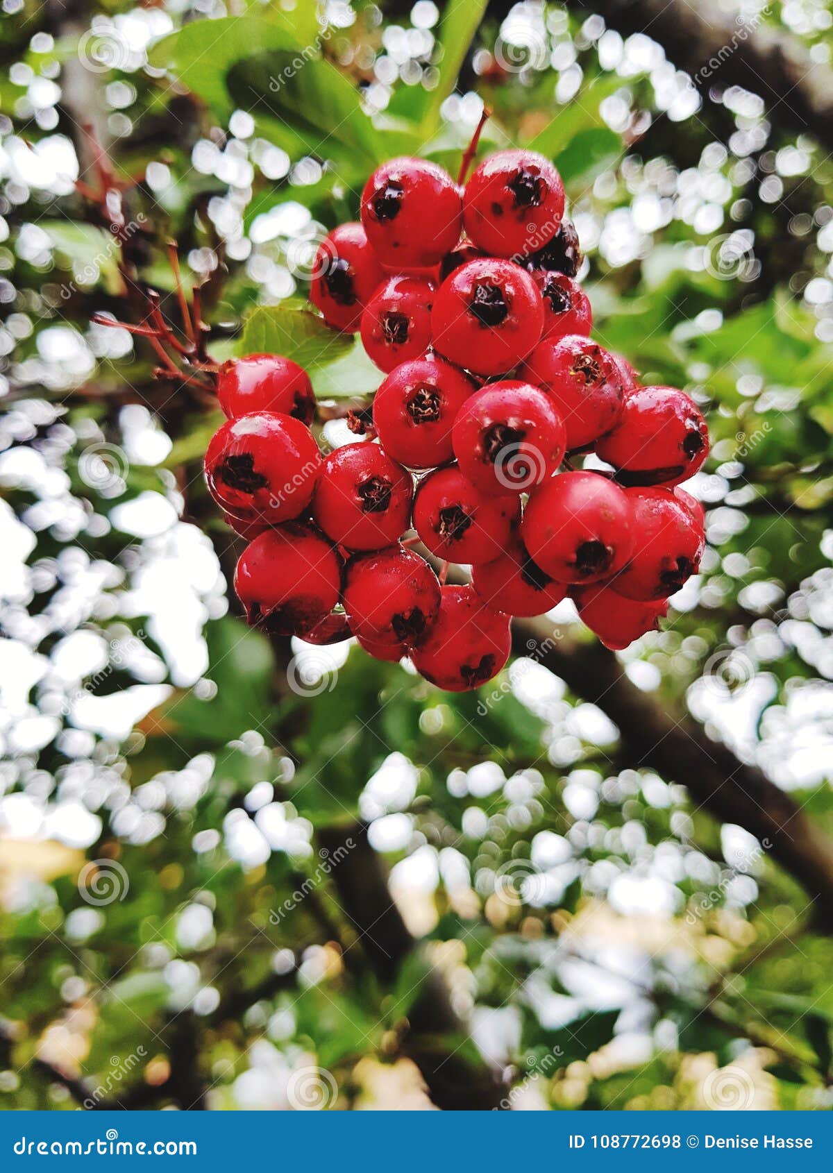 Red Bird Berry stock photo. Image of animals, nature - 108772698
