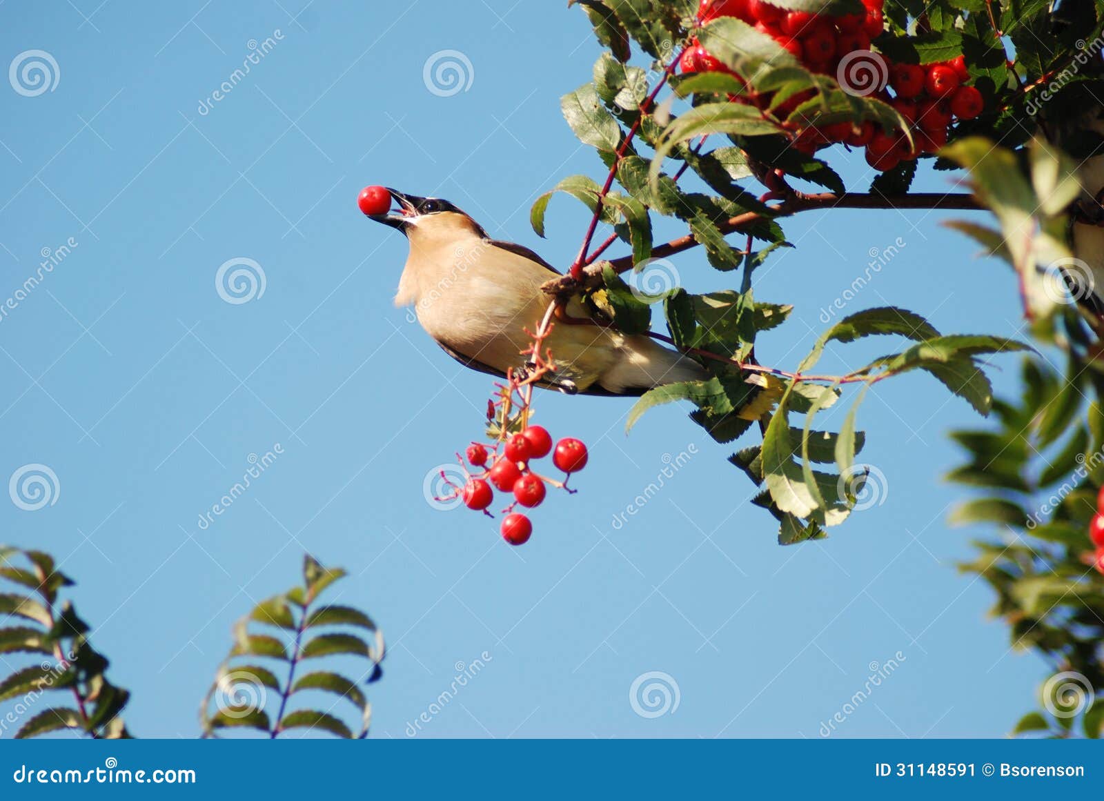 Bird with Berry in Its Beak Stock Image - Image of feathers, hungry ...