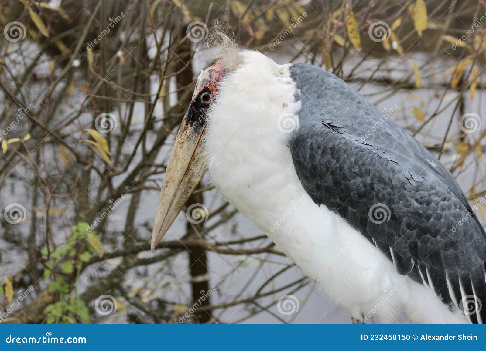 Bird with a big beak stock photo. Image of bird, beak - 232450150
